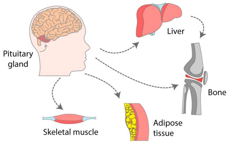 What Are The Benefits of Growth Hormone Injections?